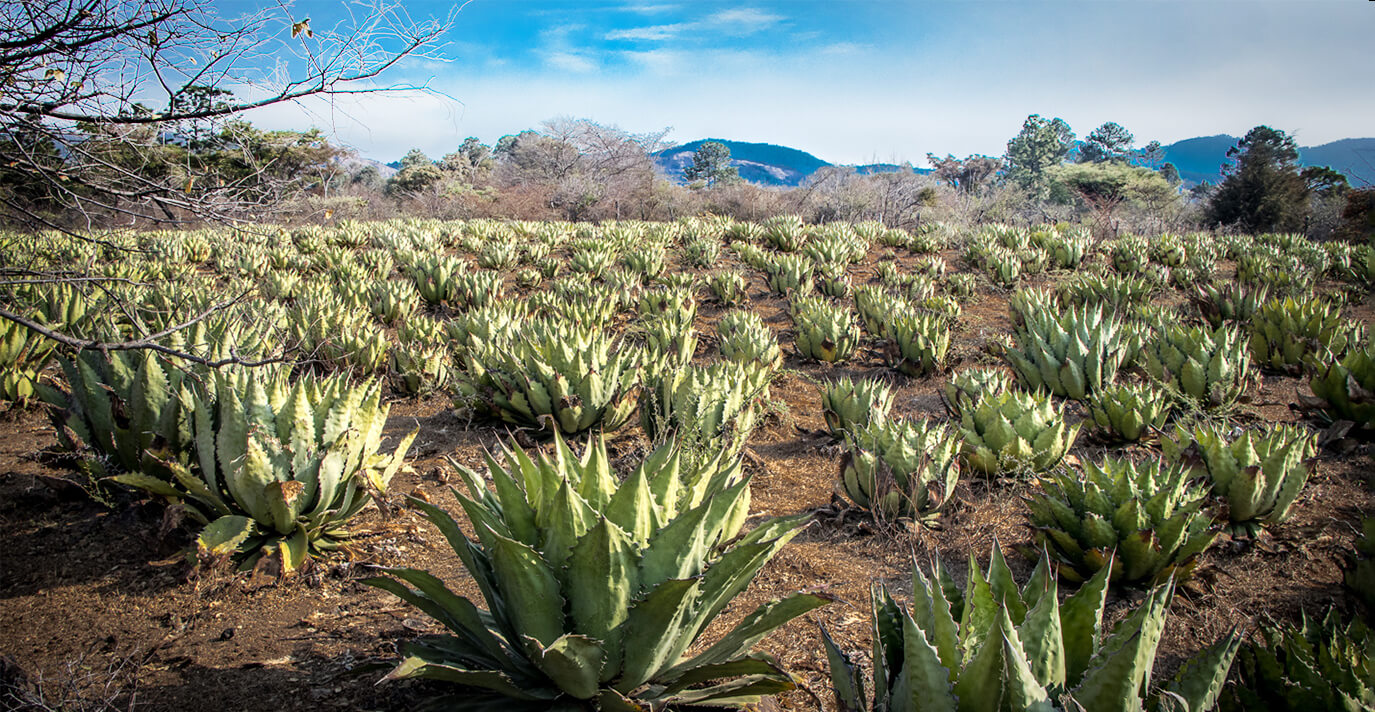 ¿Cuál es el mejor agave para mezcal? | La Luna Mezcal